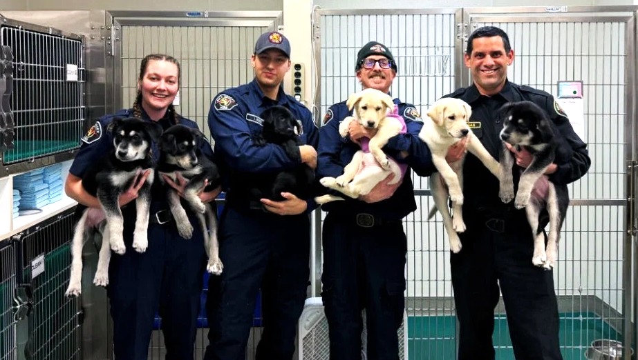 華盛頓州6隻幼犬疑芬太尼中毒 經治療康復將公開領養 - 星島日報